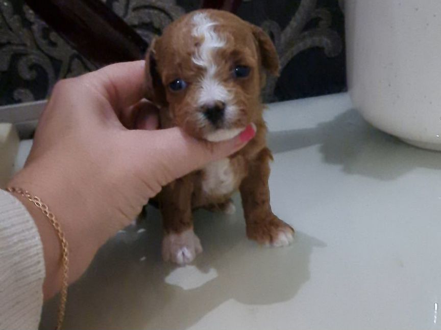 Мальтипу,тедди, щенки девочка