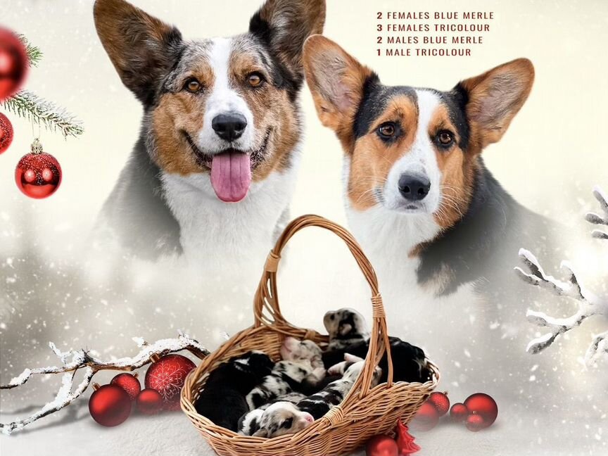 Вельш корги кардиган окрас блюмерль