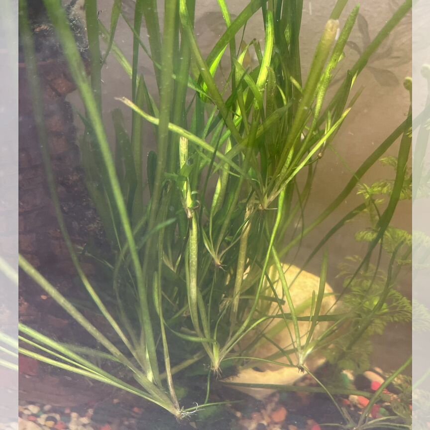 Аквариумное растение