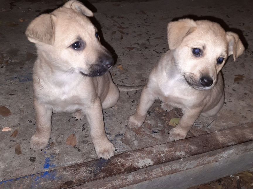 Щенки дворяне