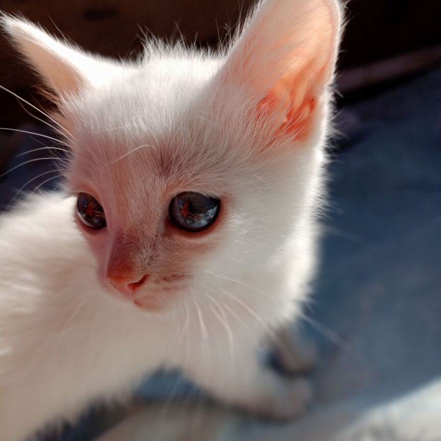 Белая гладкая кошечка с голубыми глазами