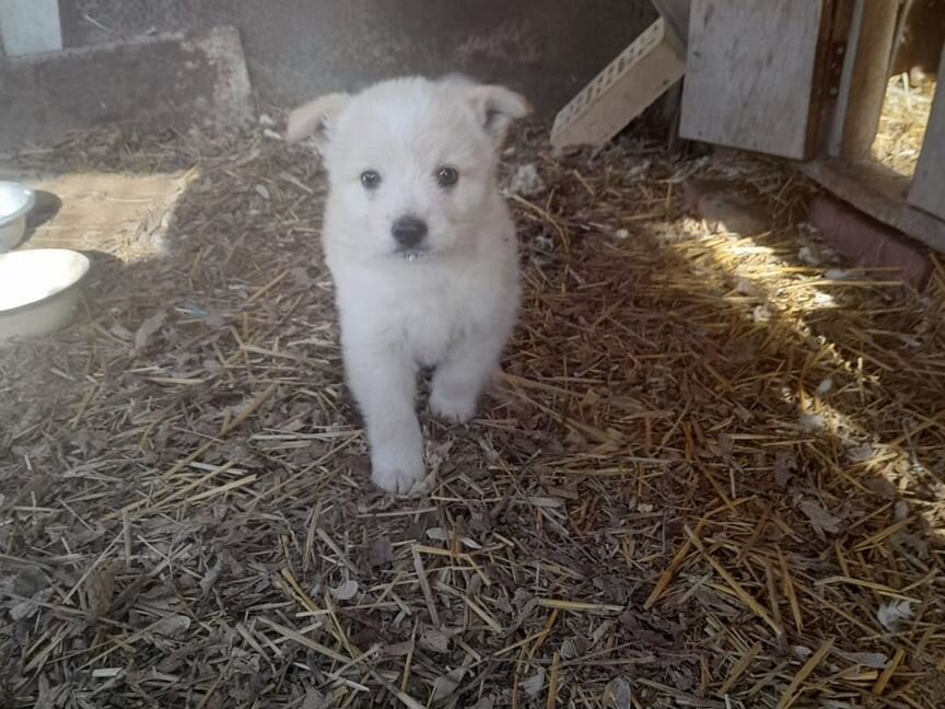 Щенок-мальчик в поисках надежной семьи