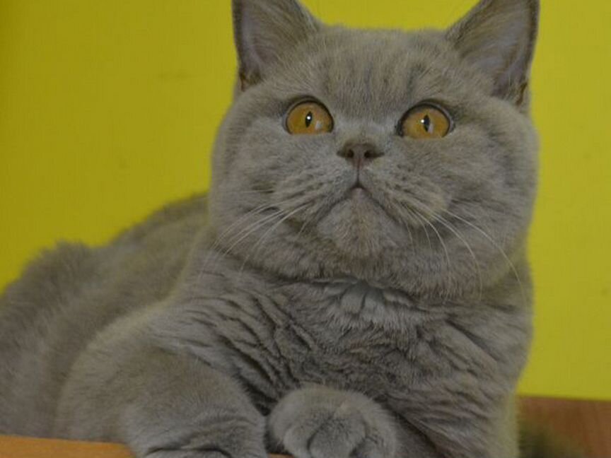 Британская