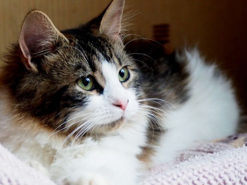 Котенок-подросток Яся