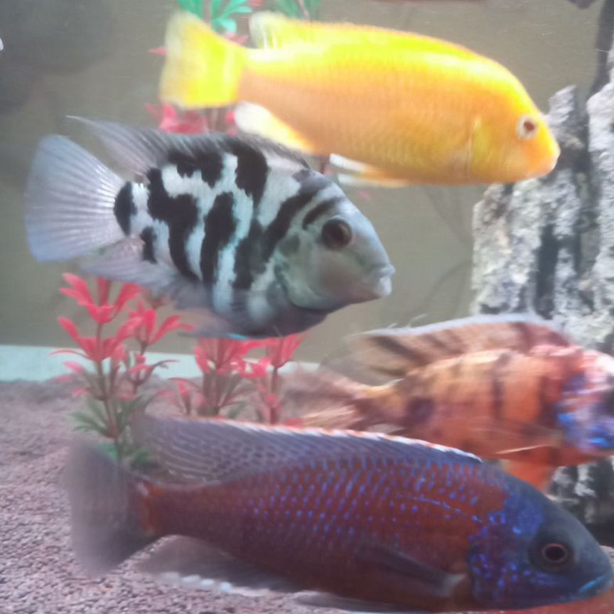 Пара сапфировых попугаев