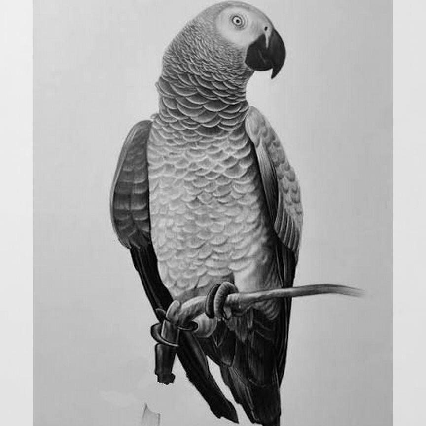 Говорящий попугай