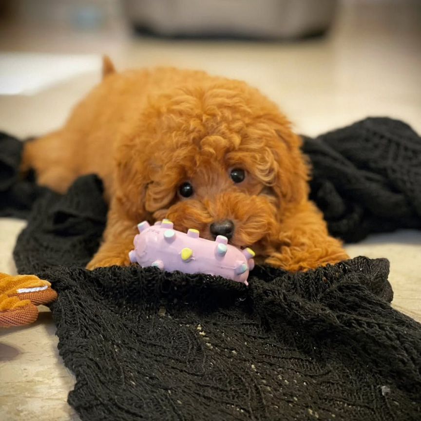 Той-пудель, щенок