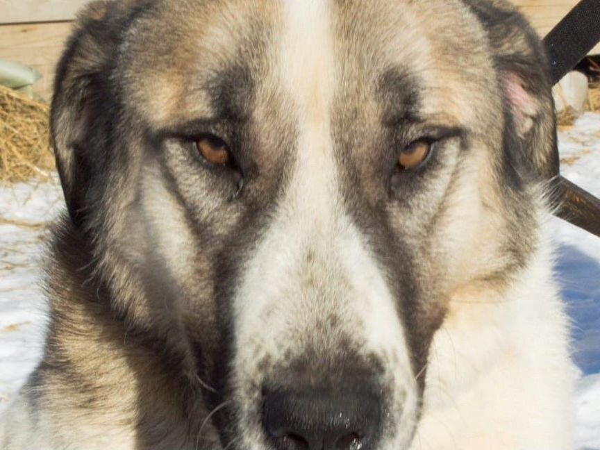 Собака Фортуна в добрые руки