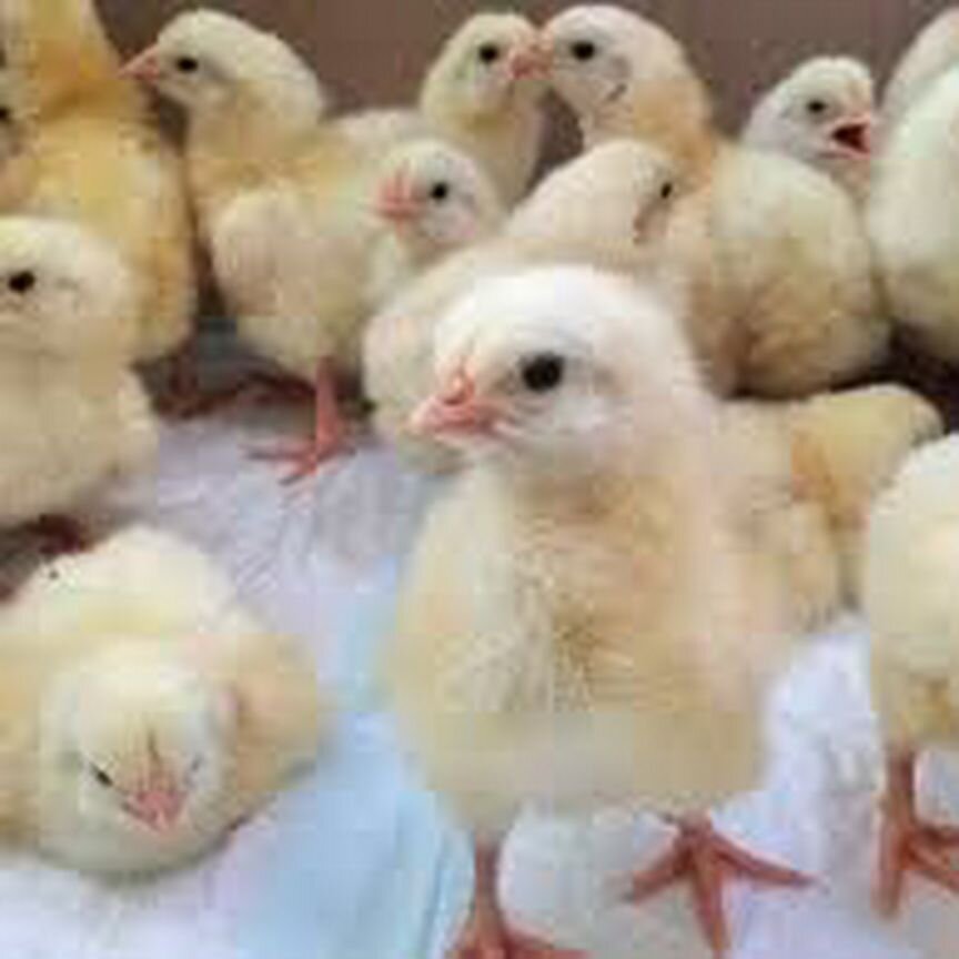 Цыплята бройлеры кобб 500