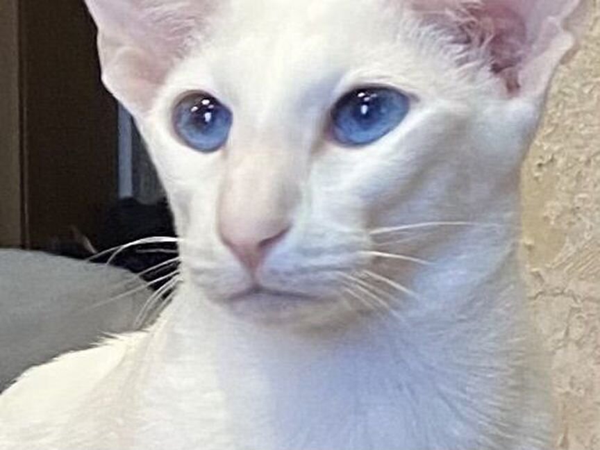 Ориентальная