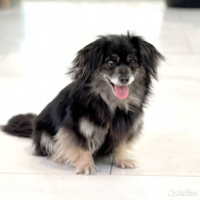 Крошечная Шанель в добрые руки