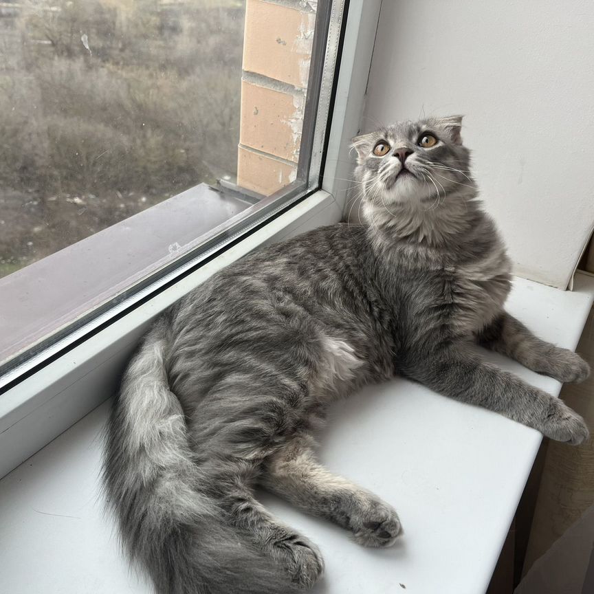 Кот шотландский вислоухий