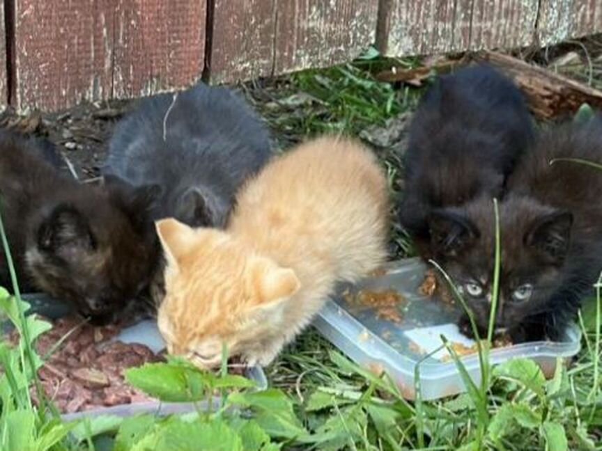 Очень нужен котькам дом