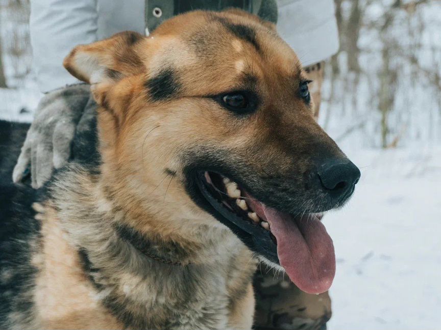 Молодой овчаристый парень