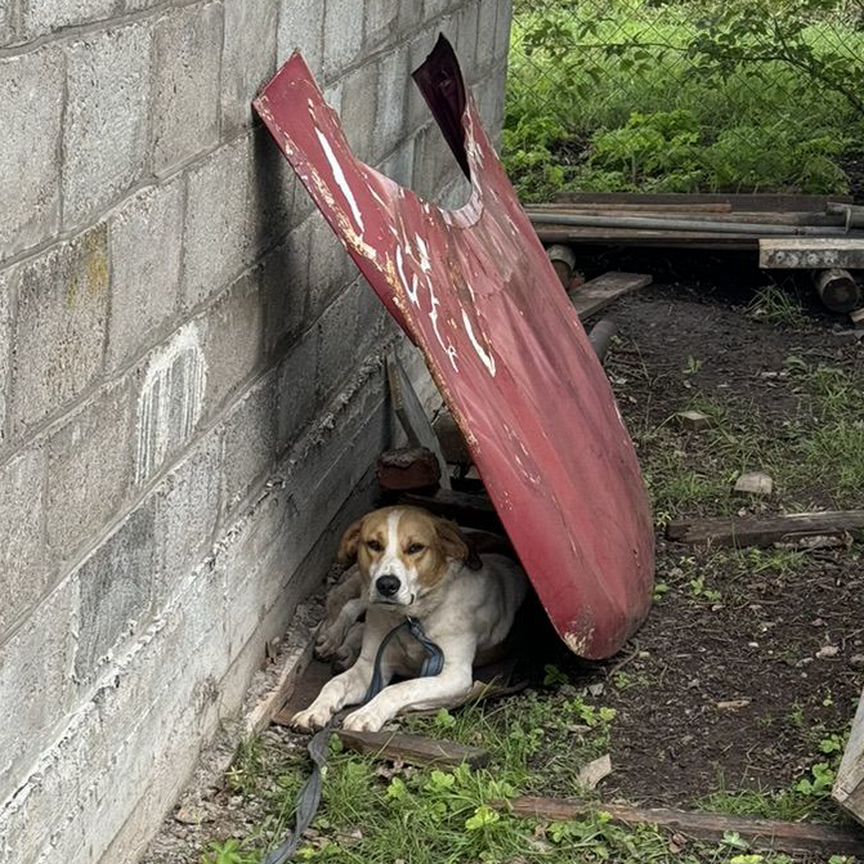 Джек рассел терьер продажа