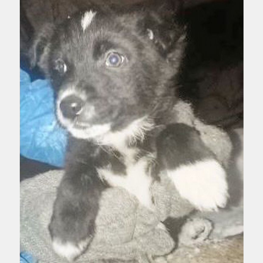 Щенок мальчик