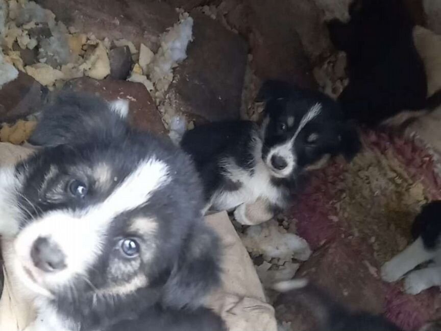 Малышкам нужен дом,иначе замерзнут