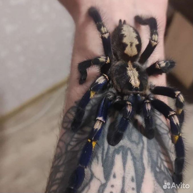 Паук птицеед Poecilotheria metallica