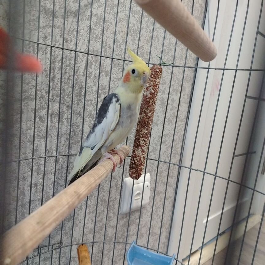 Попугай корелла с клеткой