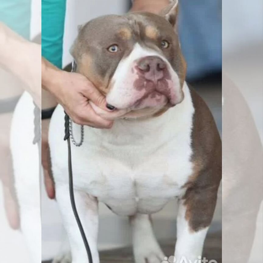 Американский булли, взрослая собака