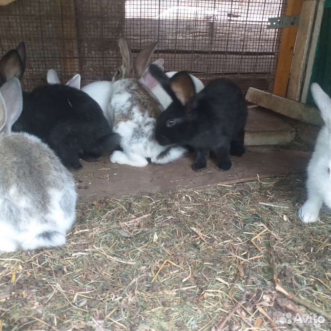 Кролики разные дëшево