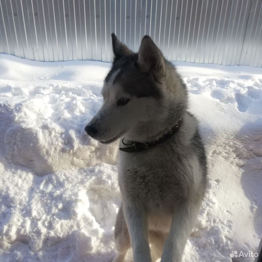 Девочка ищет новую семью