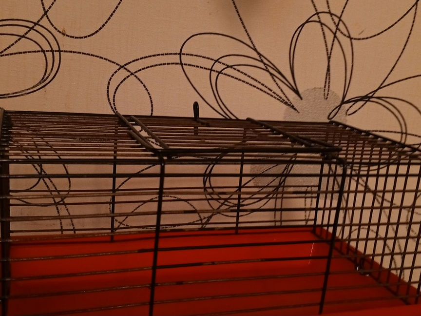 Клетка для хомяка, прйлки и укрытие