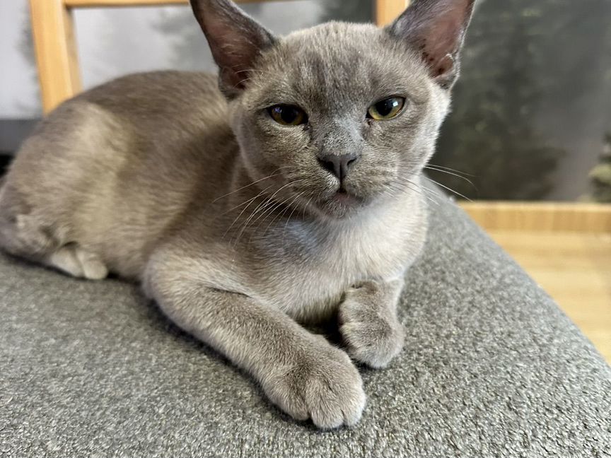 Бурманский котенок 4 месяца