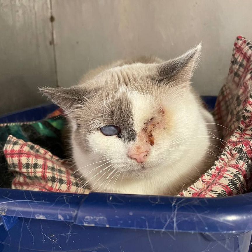 Взрослая, Девочка кошка в добрые руки