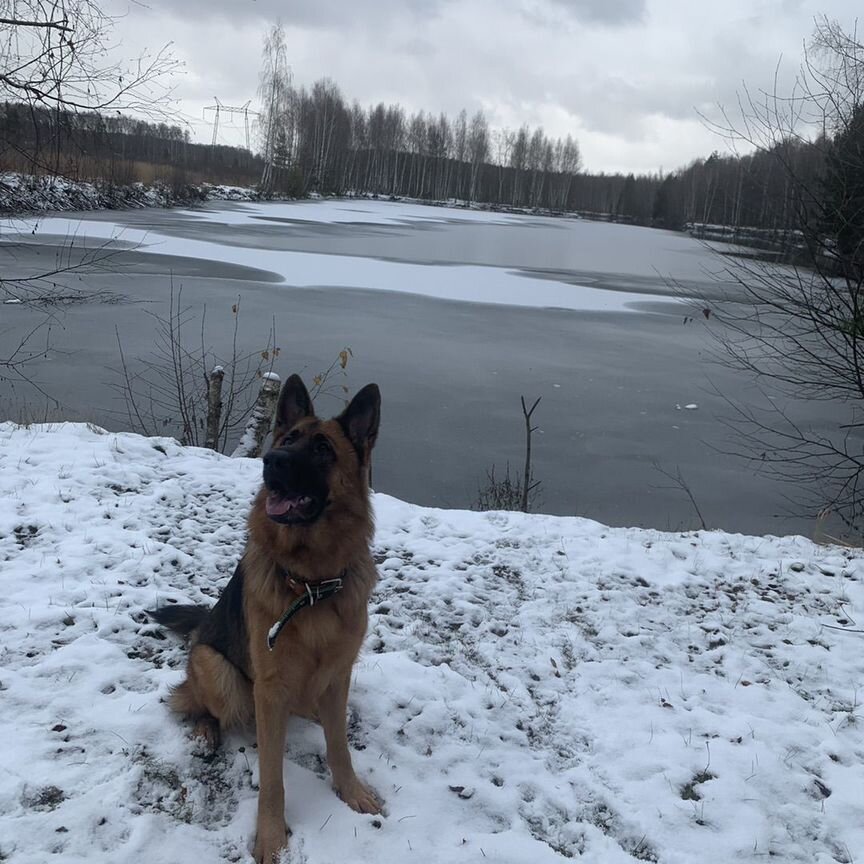 Готовы раз*бать дом