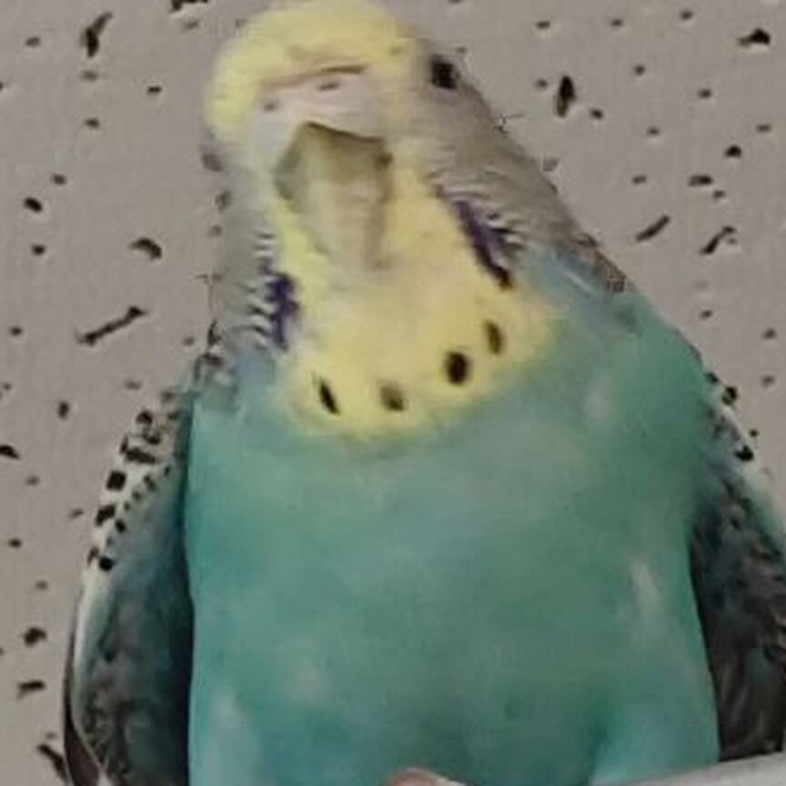 Волнистый попугай с клеткой