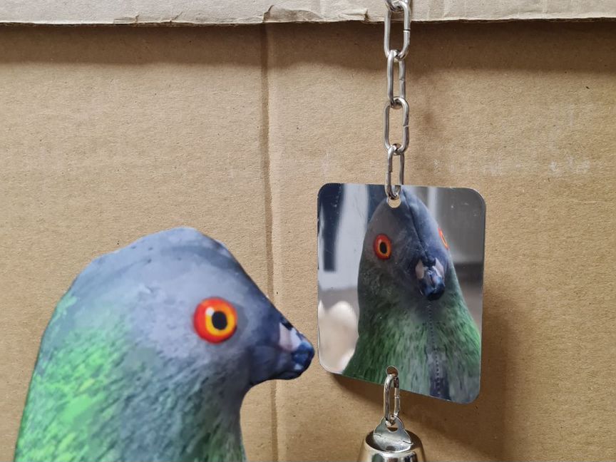 Зеркало для попугая с колокольчиком