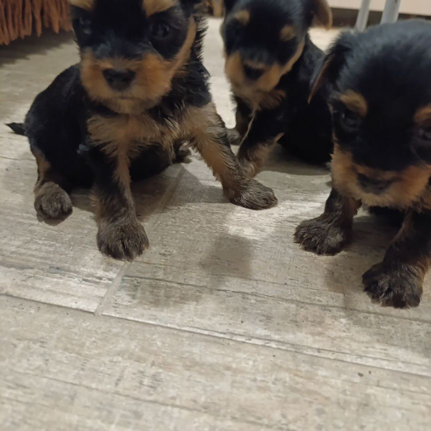 Йоркширский терьер щенки