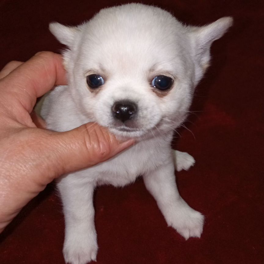 Чихуахуа, щенок