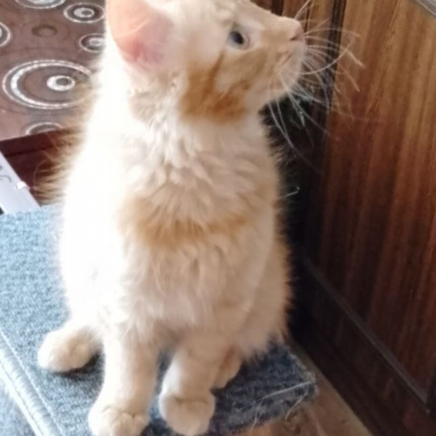 Котик 7 месяцев вес 2500