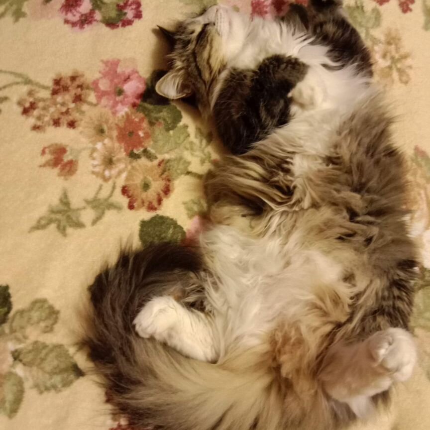 Кошка Лана