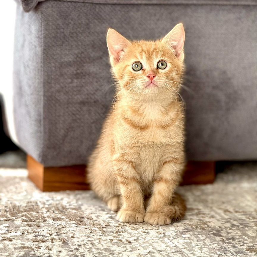 Отдам котят в добрые руки