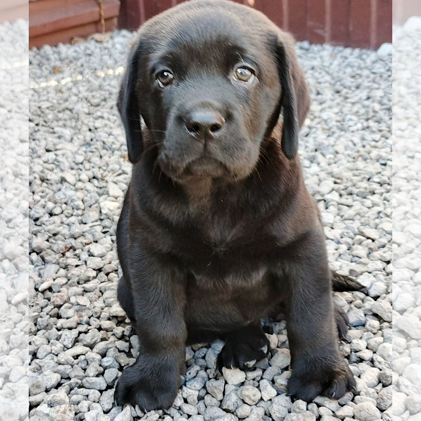 Лабрадор-ретривер, щенок