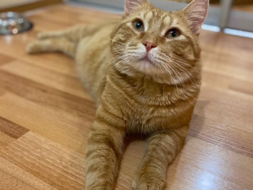 Кот рыжий бесплатно