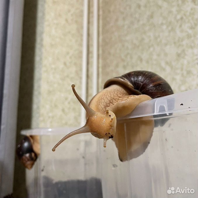 Малыши улиток ахатин