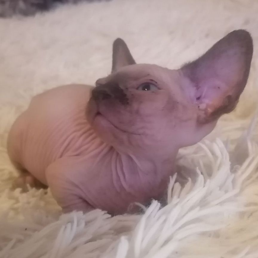 Канадский сфинкс