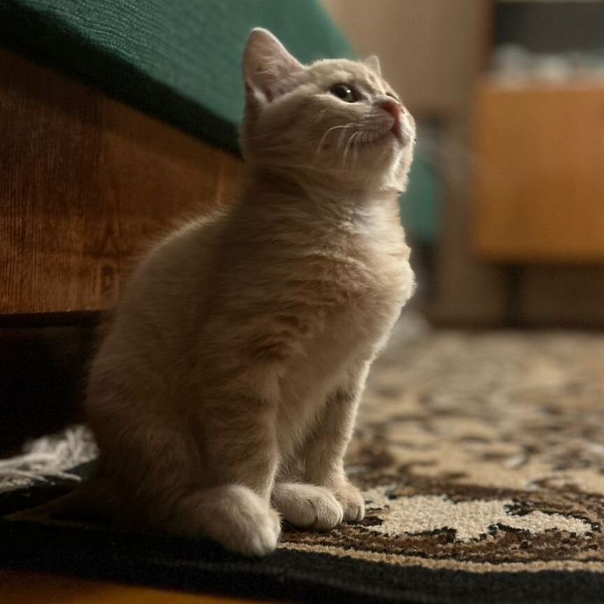 Курильский бобтейл короткошёрстный котёнок