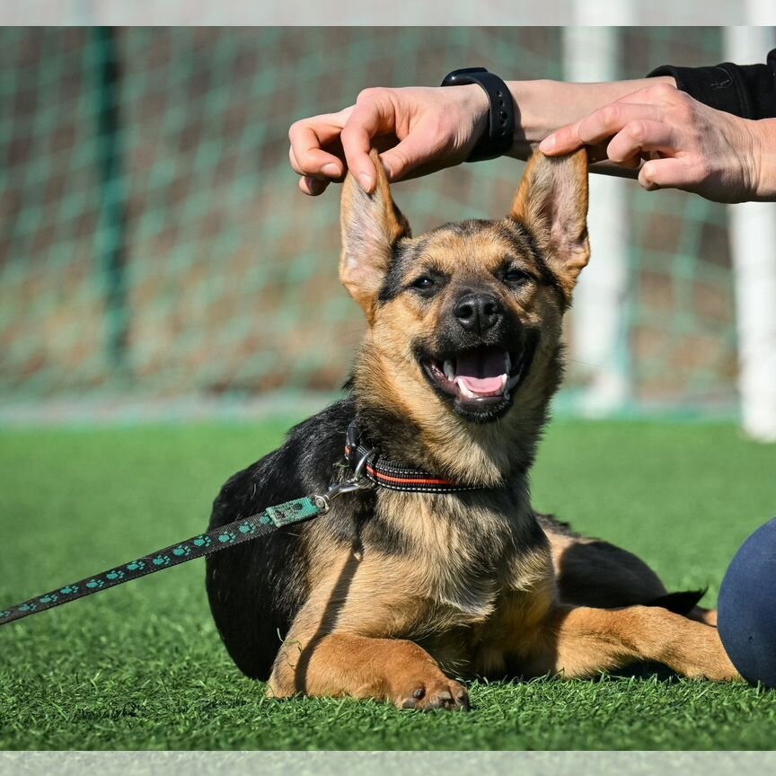 Щенок в добрые руки