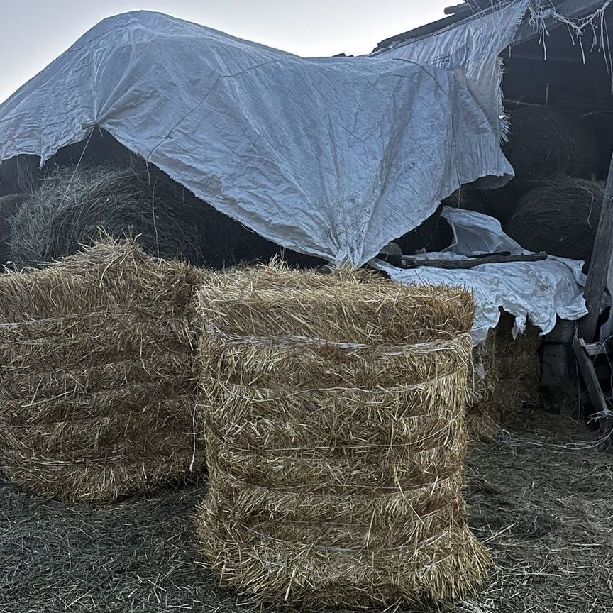 Сено в рулонах