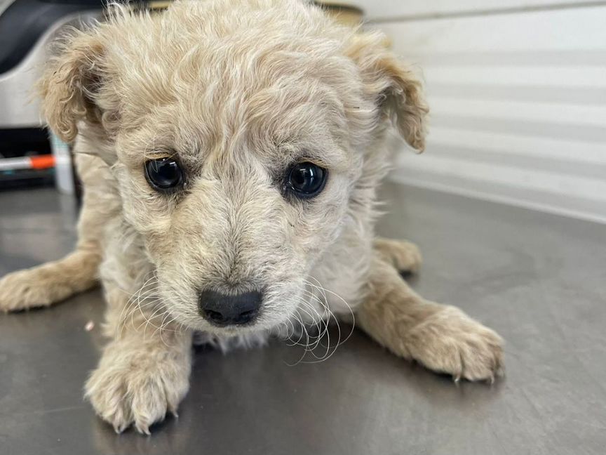 Щенок в добрые руки