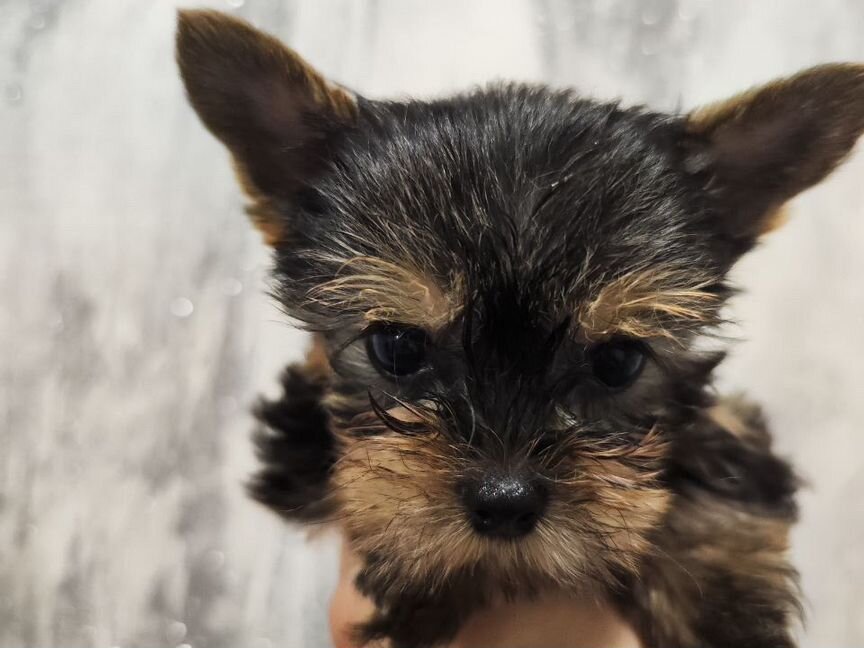 Щенки Йорка