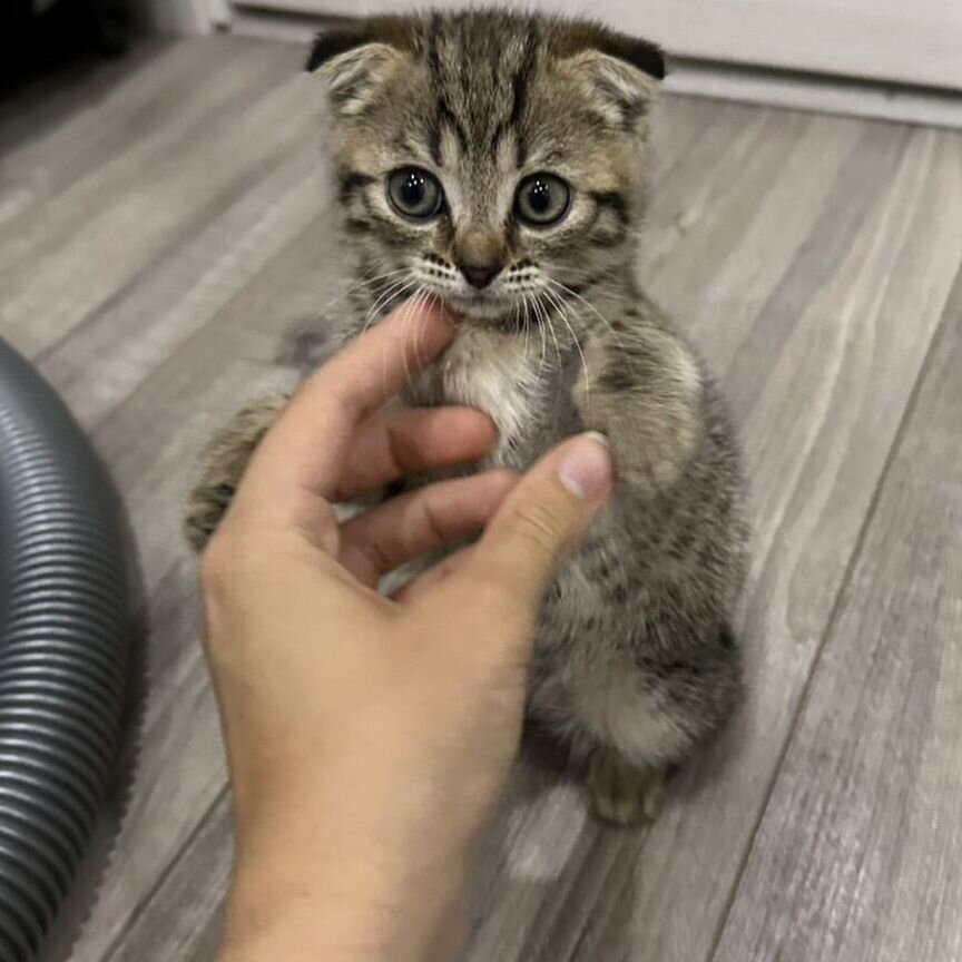 Котенок в добрые руки