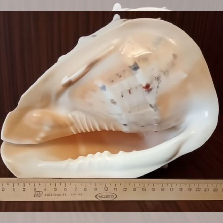 Ракушка морская,Ухо