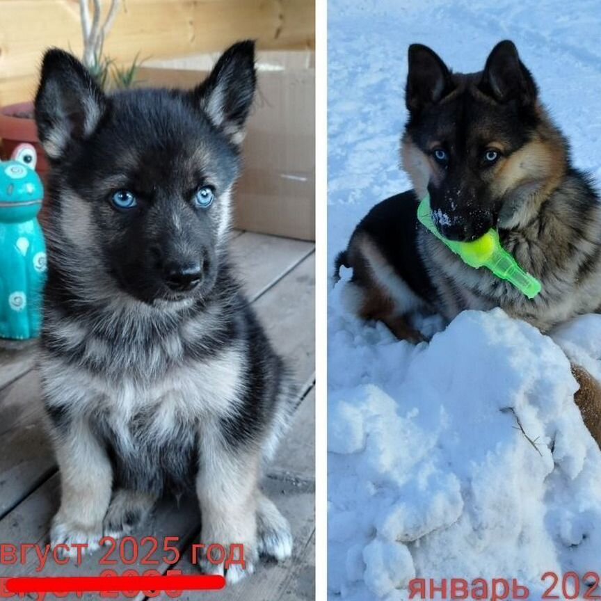 Взрослый пёс, вязка