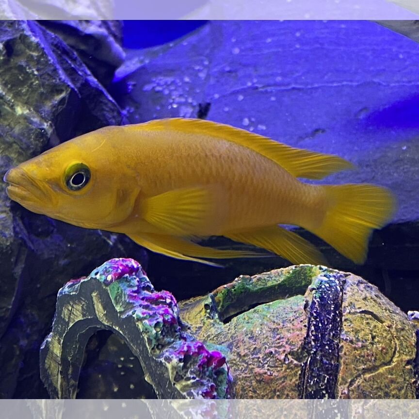 Рыбки Танганьика